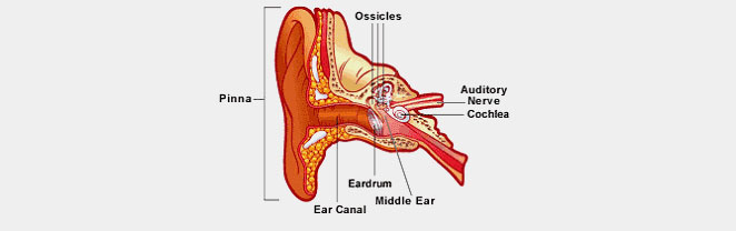 How the Ear Hears | Hanics ｜ Hanho Electronics